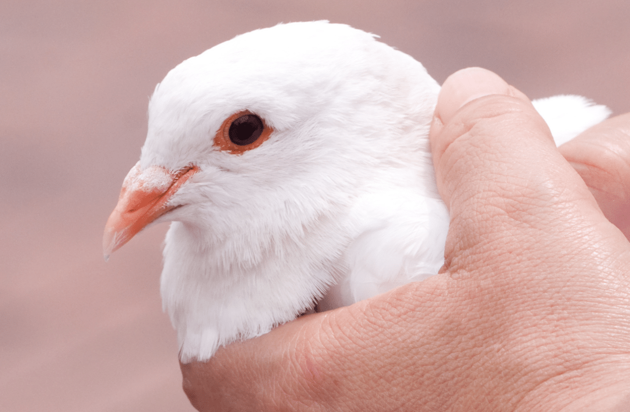 White Dove Release Packages